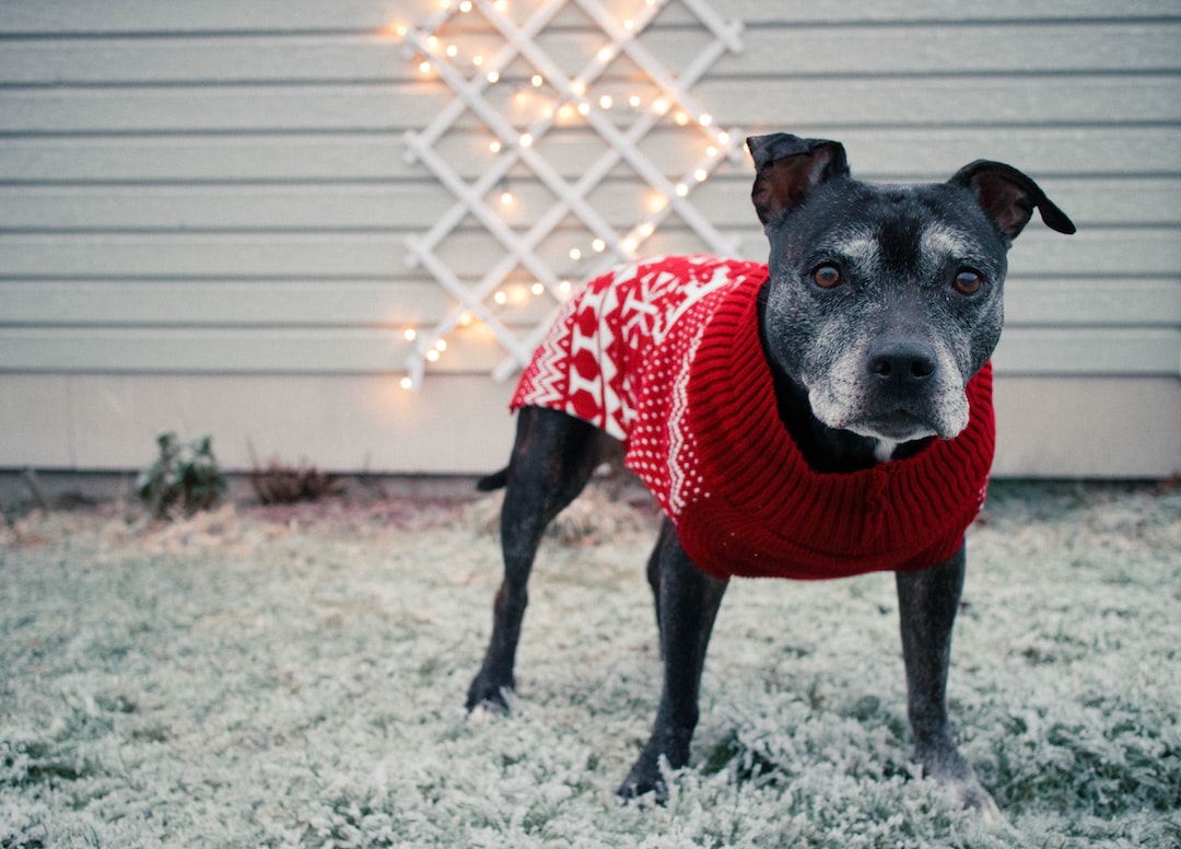 Cozy Up Your Canine Companion: The Best Dog Sweaters For Winter - Learn ...