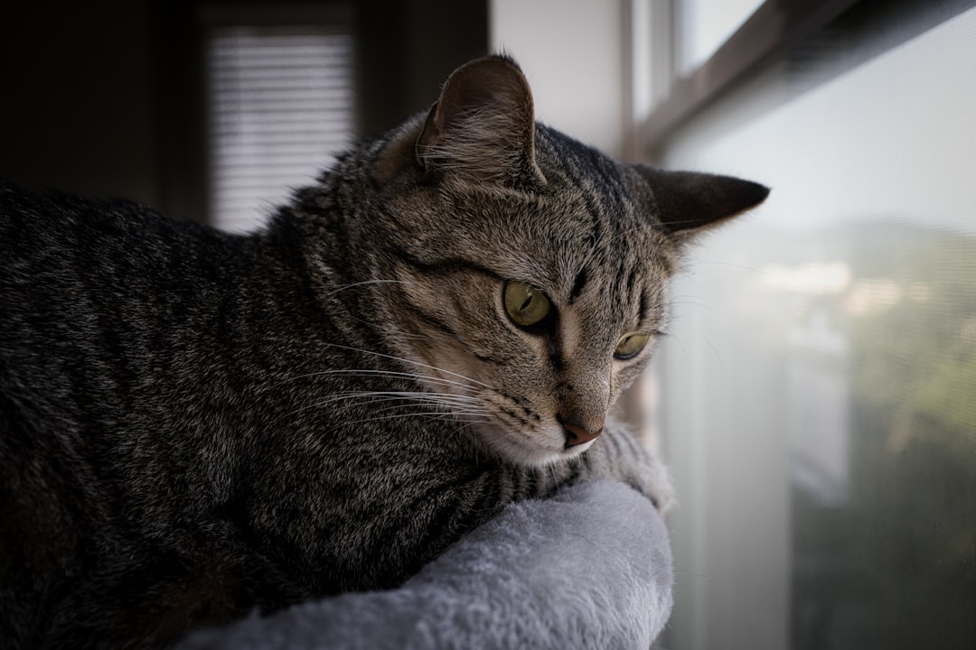 "How To Create A Safe And Enriching Environment For Indoor Cats"