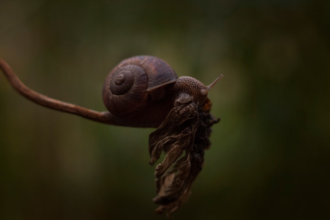 "Snail Mucin: The Natural Skincare Ingredient With Big Results"