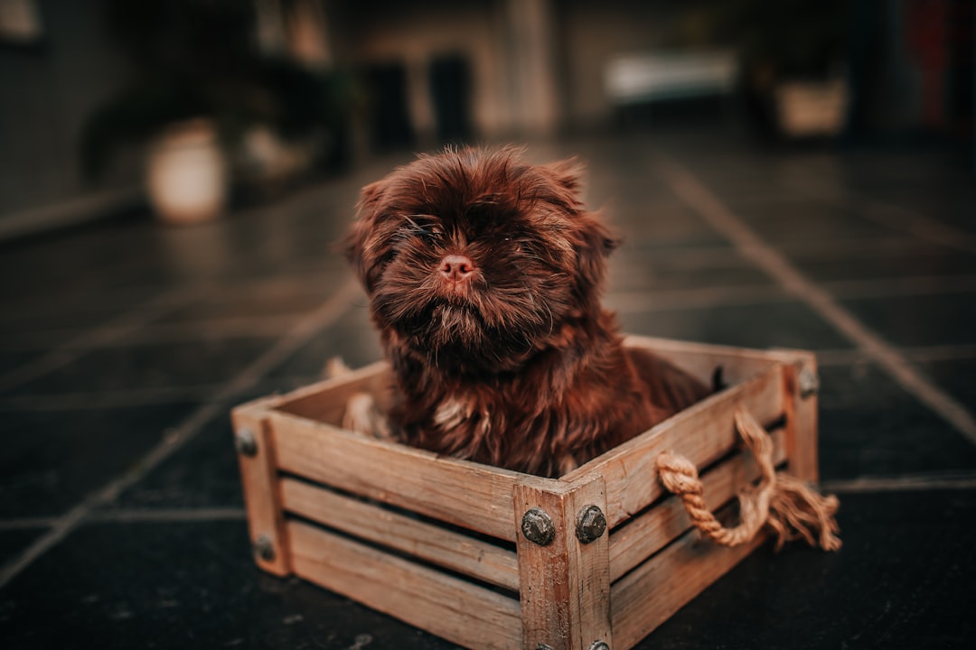 "The Benefits Of Crate Training For Dogs"