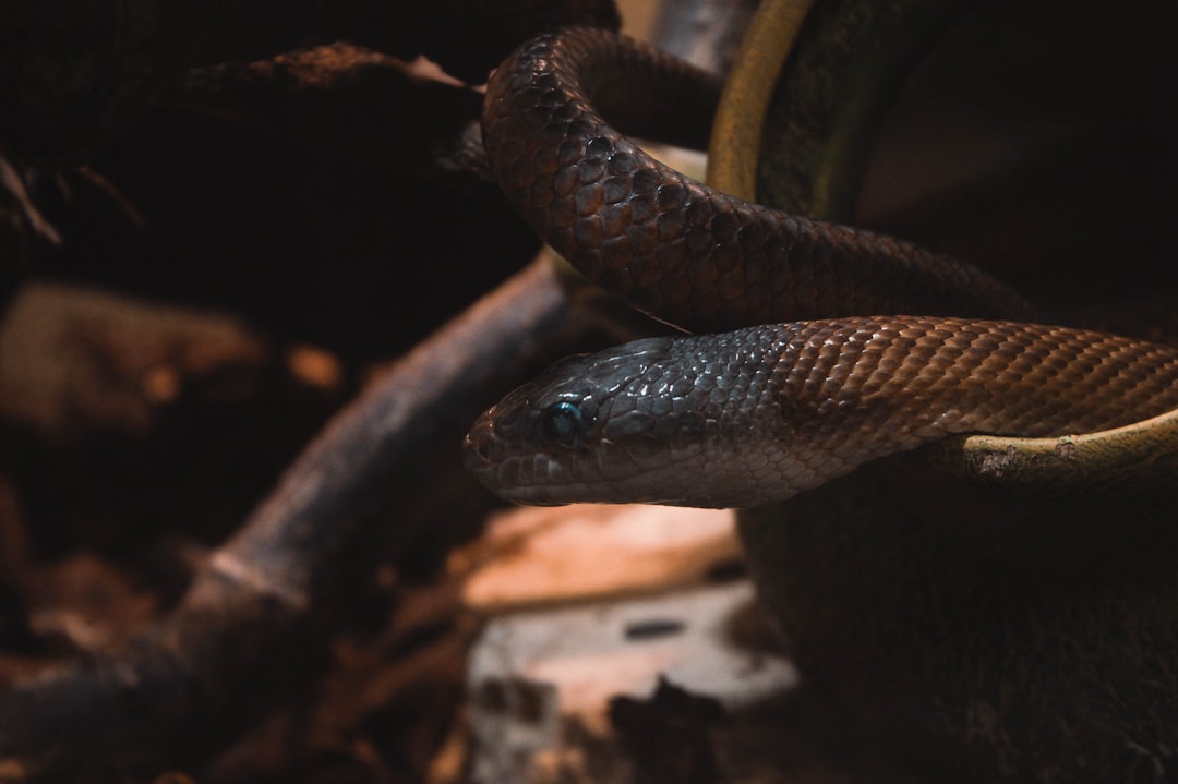 "How To Care For Exotic Pets: Tips For Reptile Owners"