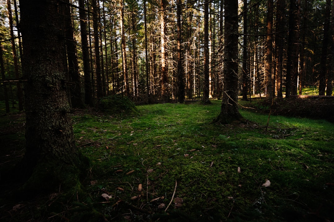 "Can Trees Communicate? The Science Of Mycorrhizal Networks"