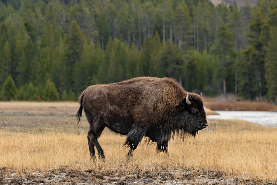 "Wildlife Viewing Guide: The Best Times To Spot Animals In Yellowstone ...