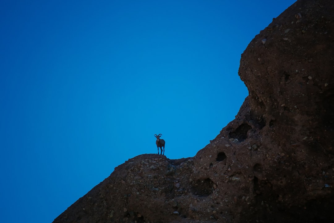 "Desert Dwellers: Unique Animals Of Joshua Tree National Park"