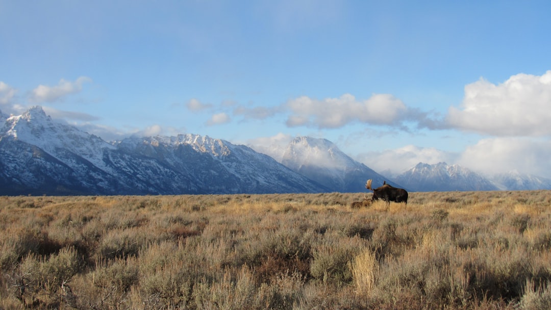 "Moose Spotting Guide For Grand Teton National Park Visitors"