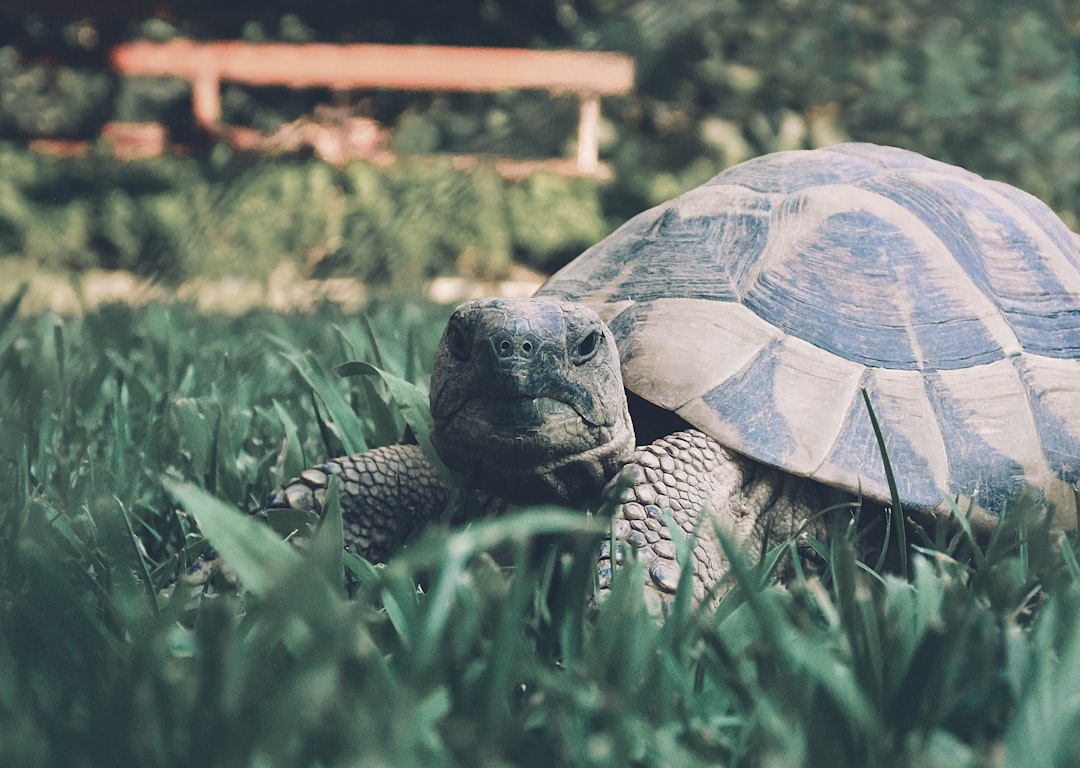 "Desert Tortoises Of Joshua Tree: Ancient Survivors Of Harsh Conditions"