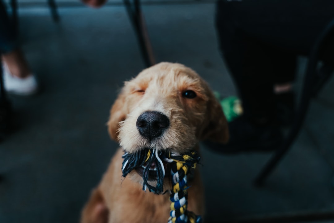 Puppy Socialization: Critical Period Development