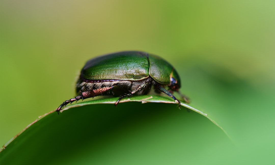Dead Bug: Core Stability And Control