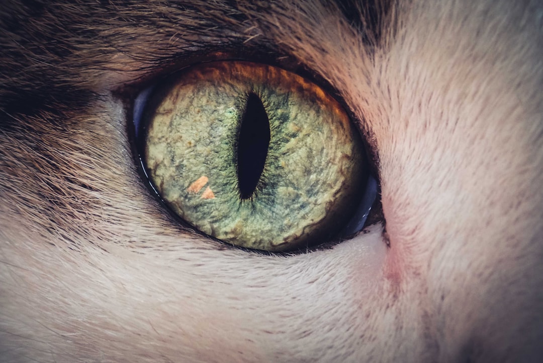 Cat Eye Health: Recognizing Infection And Injury