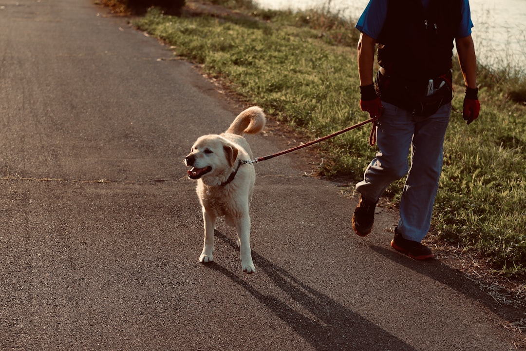 How To Use AI To Track Dog Walking Routes