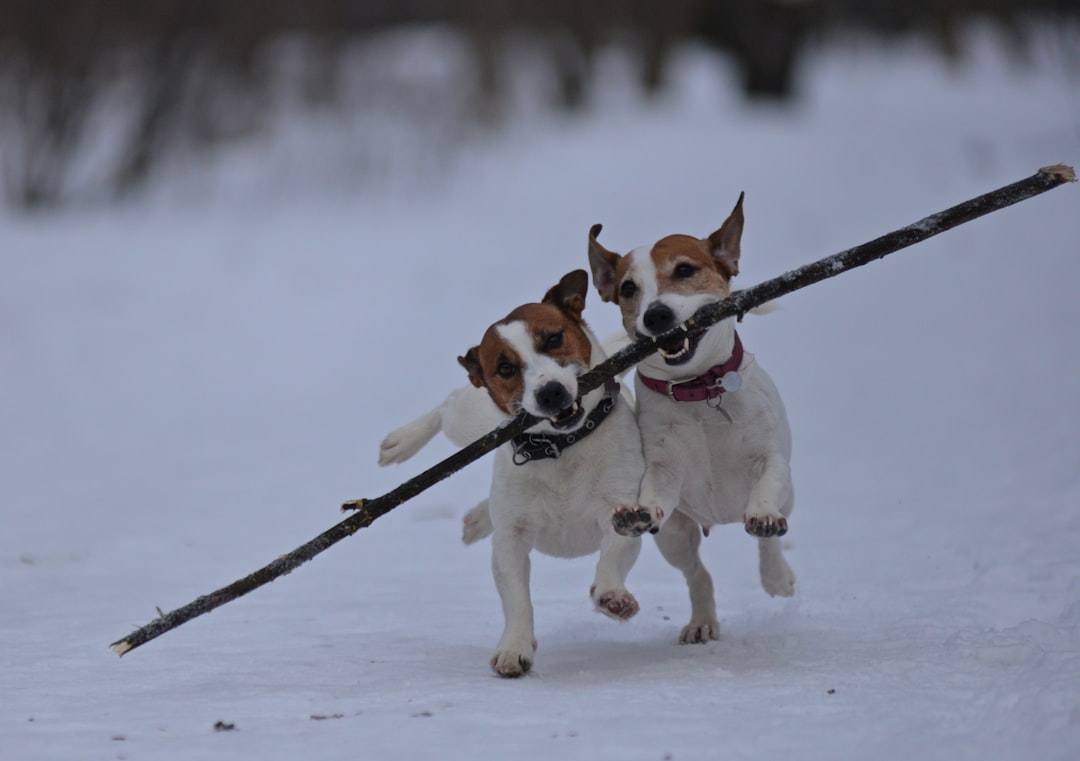 How To Train Senior Dogs With AI Adaptive Tools