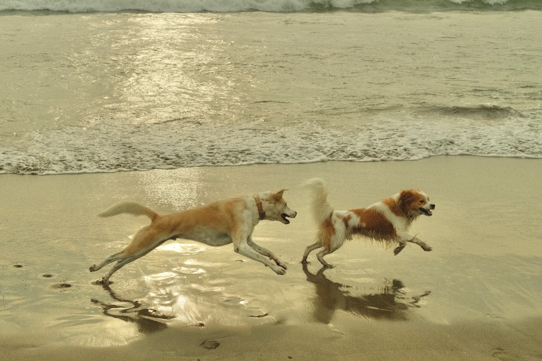 How To Use AI To Teach Dogs New Tricks