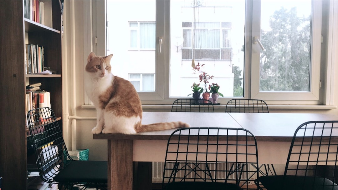 How To Stop Cats From Knocking Things Off Tables