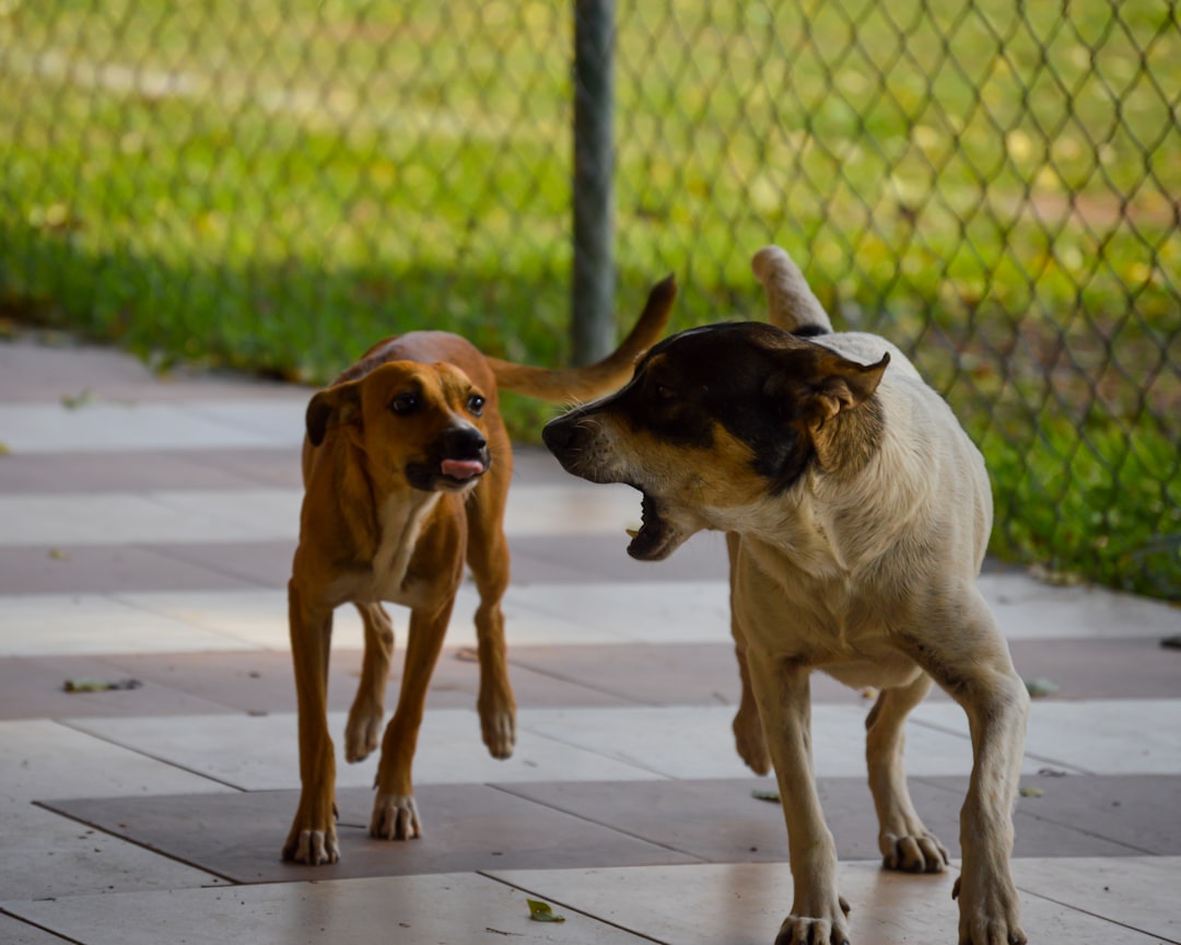 How To Stop Your Dog From Barking Excessively