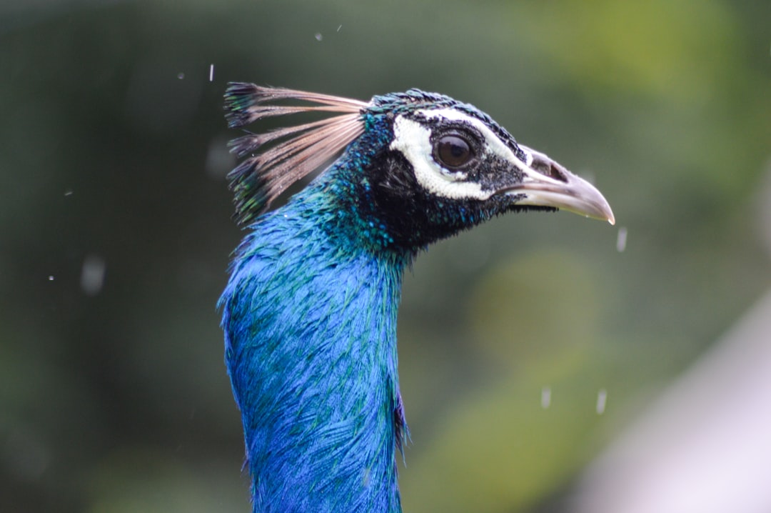 How To Fix Peacock Error Codes