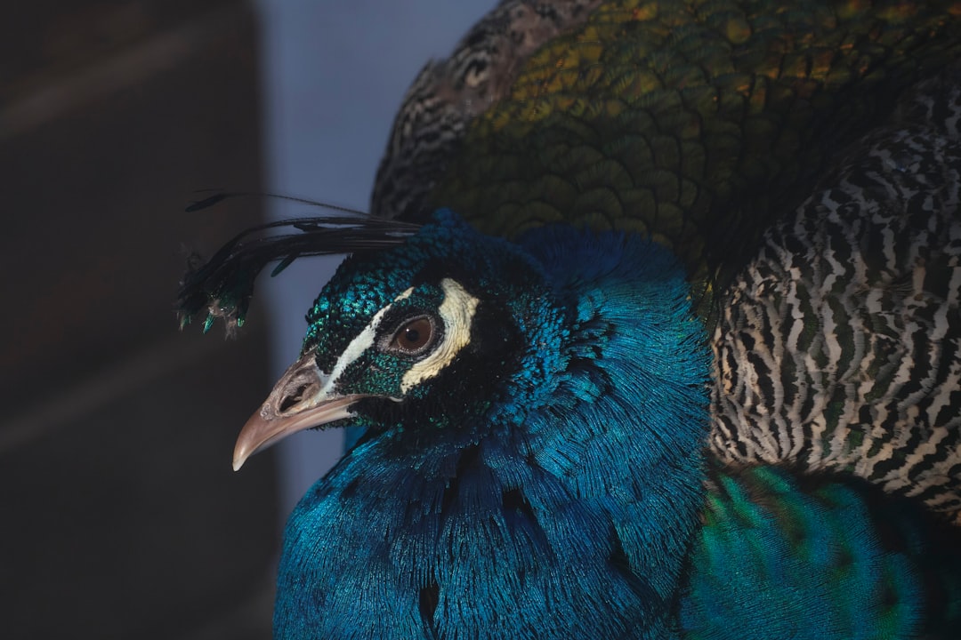 How To Set Up Peacock On Smart TV