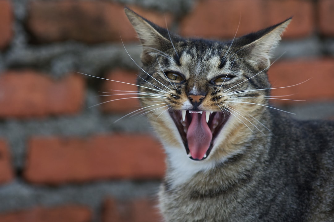 How To Stop Your Cat From Meowing At Night
