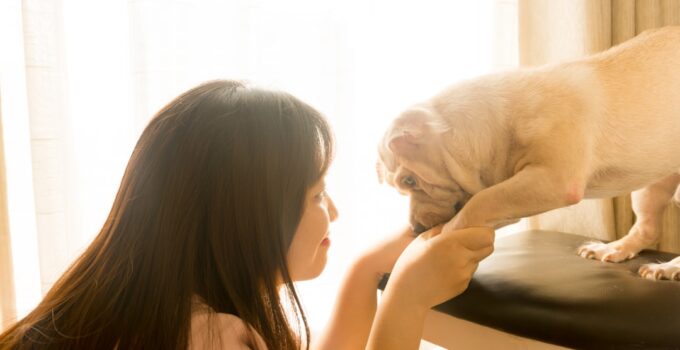 How To Train Your Pet To Stop Unwanted Behaviors - Learn How Do It