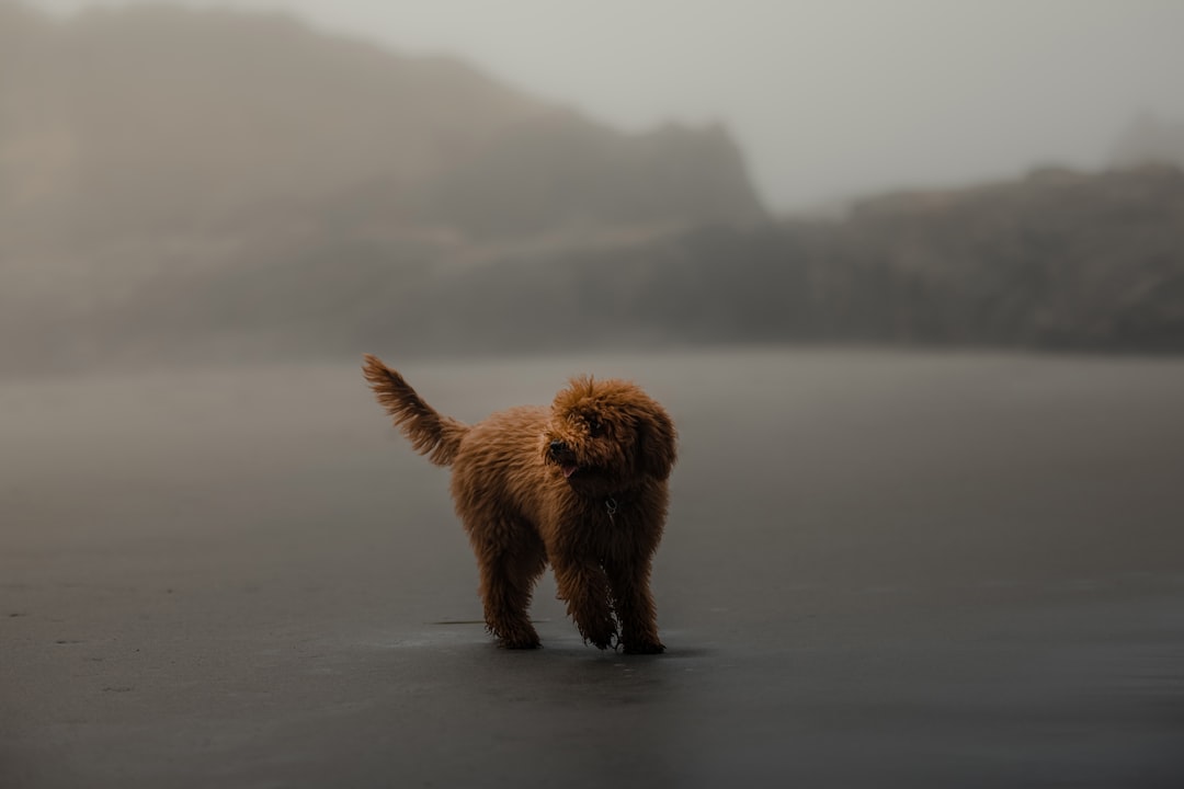 How To Calm An Anxious Dog During Storms - Learn How Do It