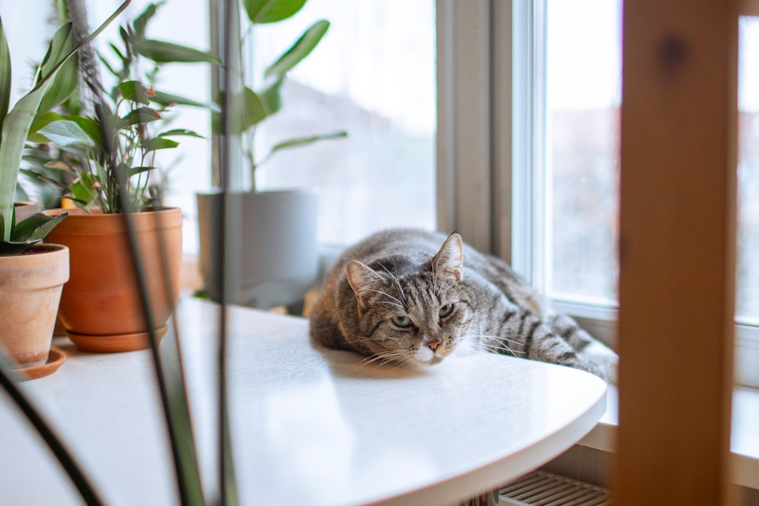 How To Create A Healthy And Enriching Life For An Indoor Cat - Learn ...